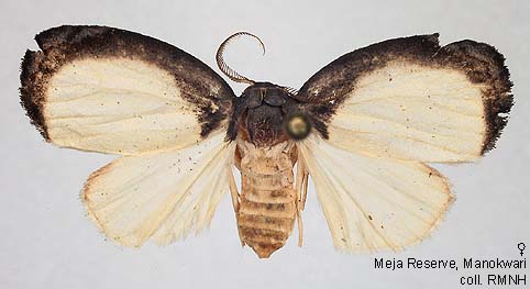 Papua Insects Foundation (Lepidoptera/Erebidae(Arctiinae)/Hemonia ...